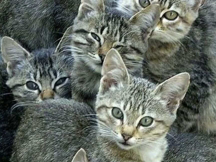 Котята полосатые в добрые руки бесплатно