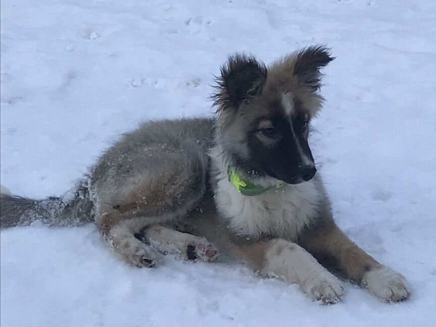 Щенок в добрые руки