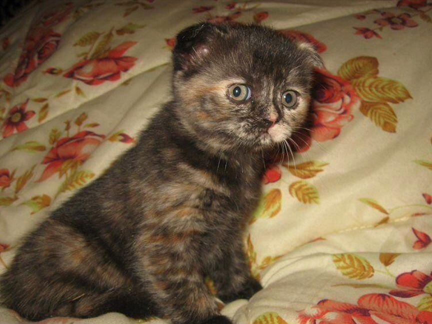 Шотландская черепашка