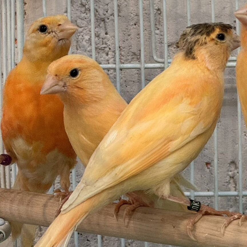 Молодые канарейки