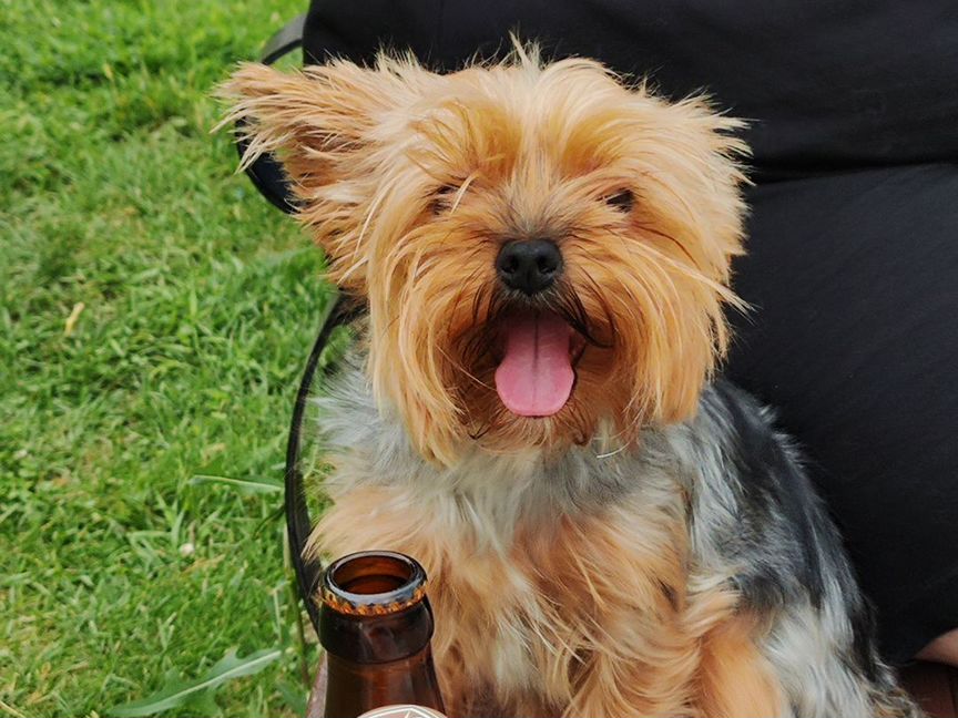 Йоркширский терьер мини девочка