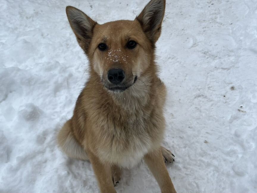Собаки в добрые руки