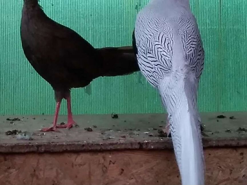 Молодняк серебряного фазана