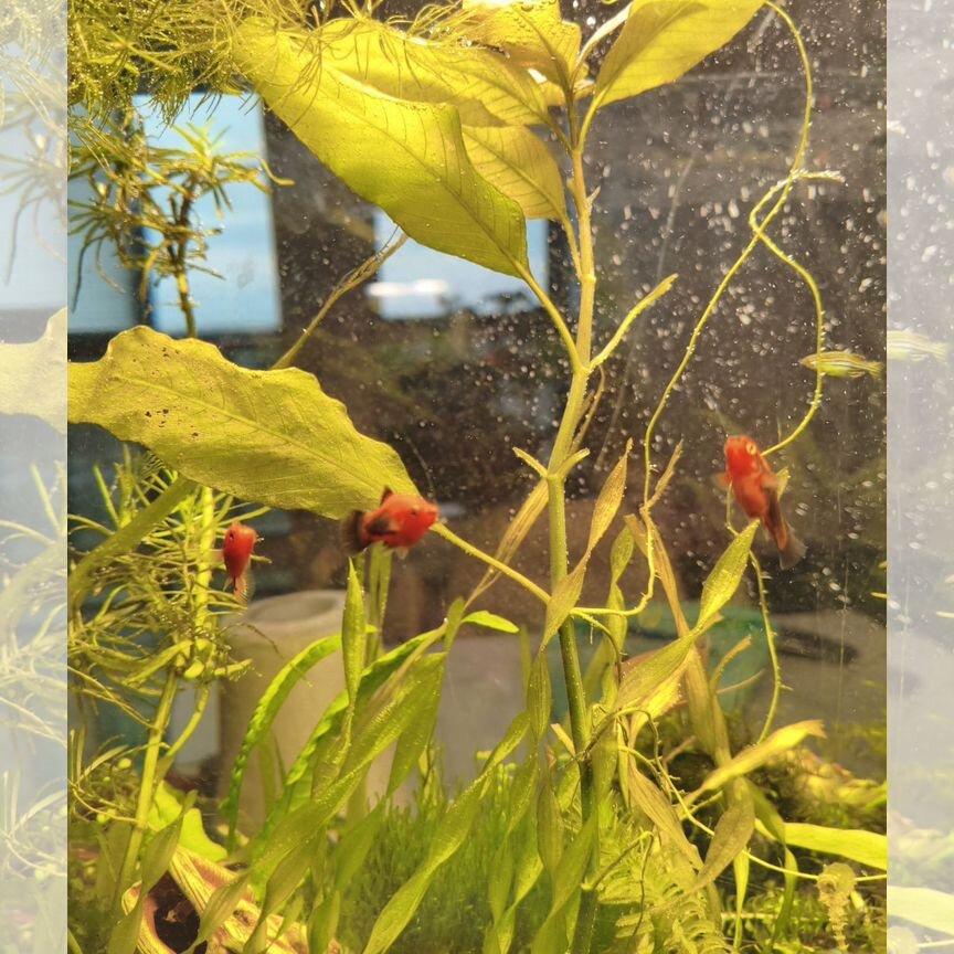 Лимонник аквариумное растение