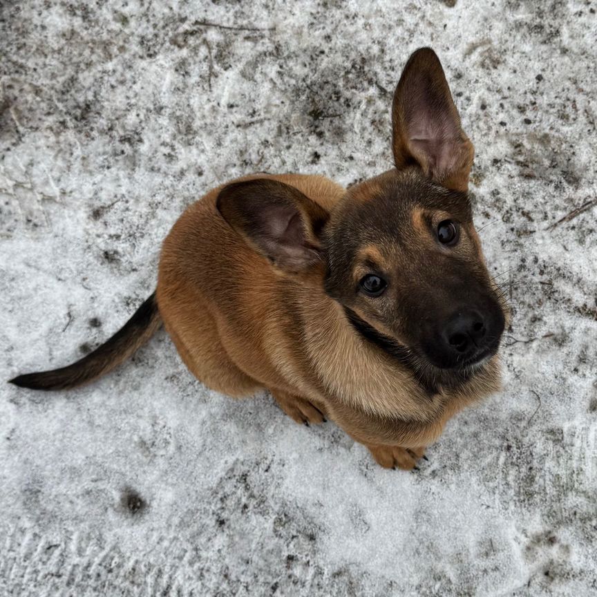 Собака в добрые руки