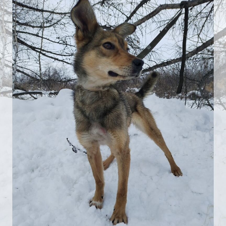 Собака в добрые руки