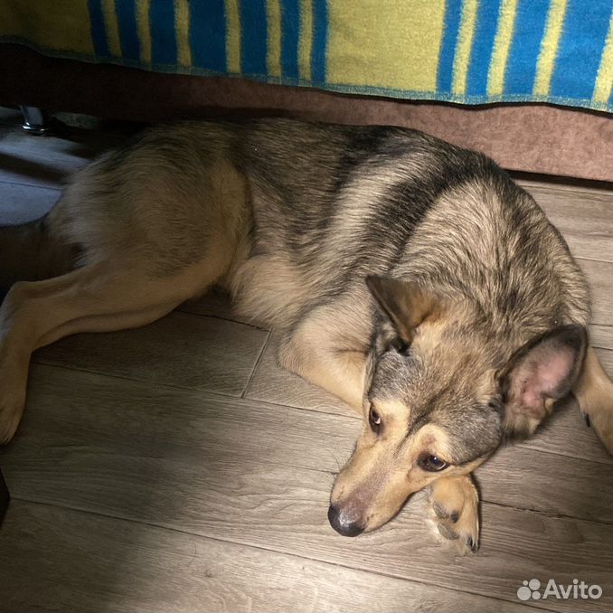 Собака метис,возраст 1 год