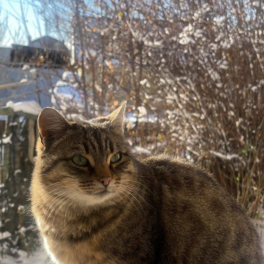 На улице замерзает кошечка