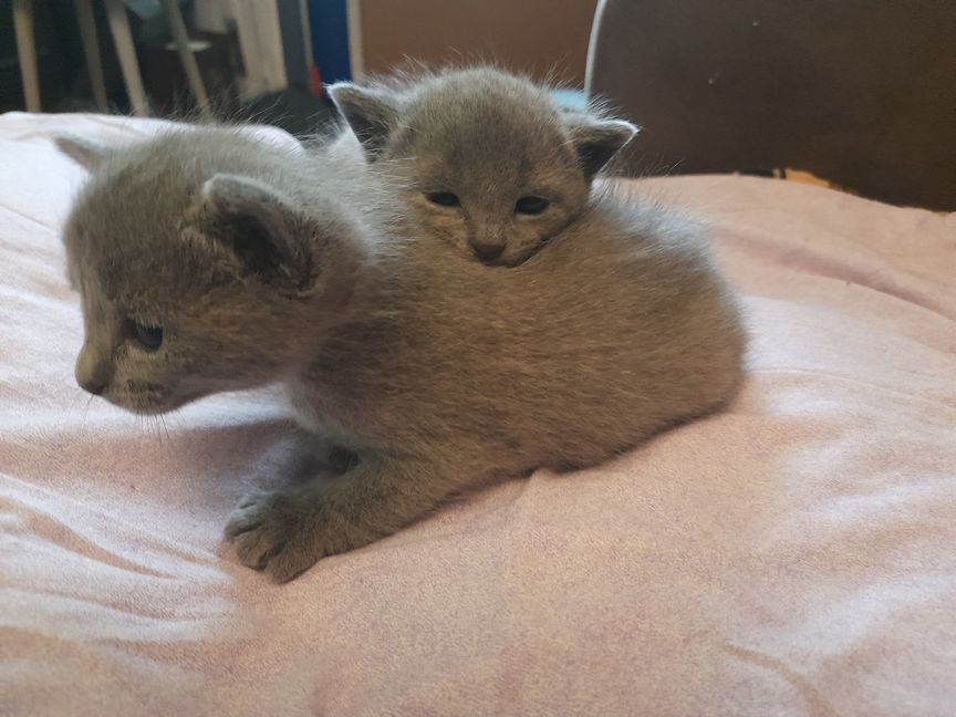 Котята русской голубой
