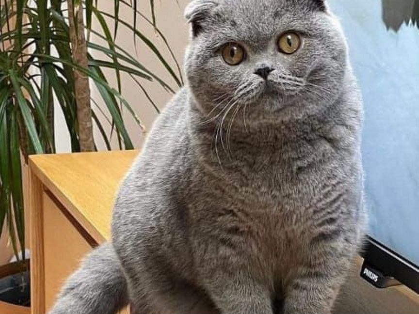 Шотландская вислоухая кошка