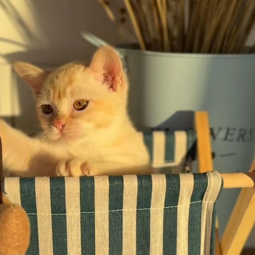 Европейский бурманский котёнок