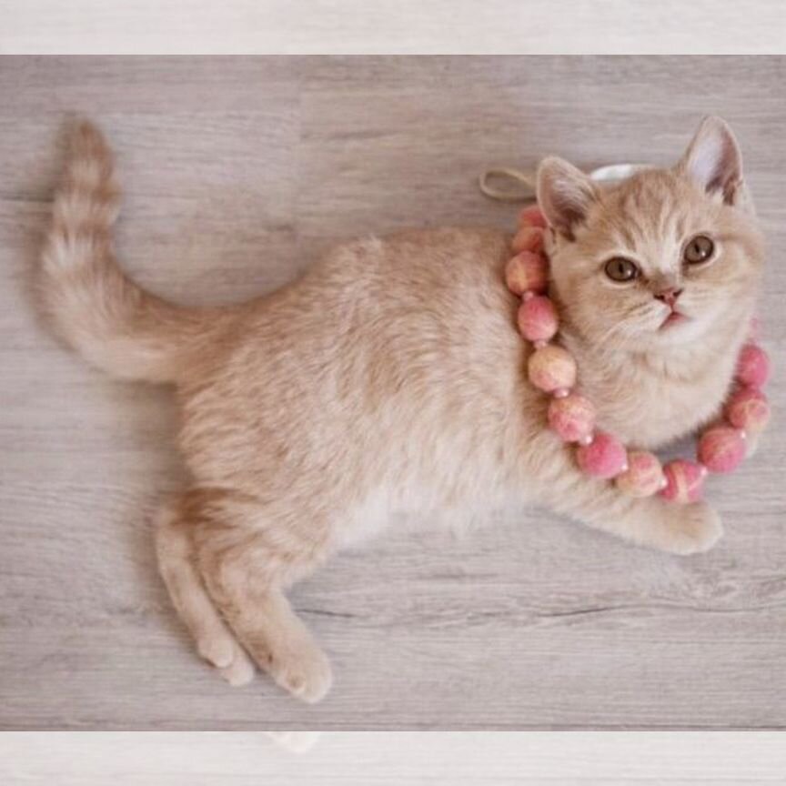 Британские персиковые котята