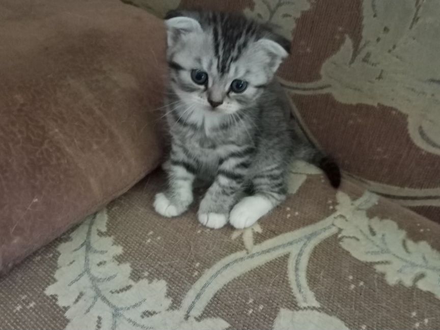 Шотландская вислоухая кошка