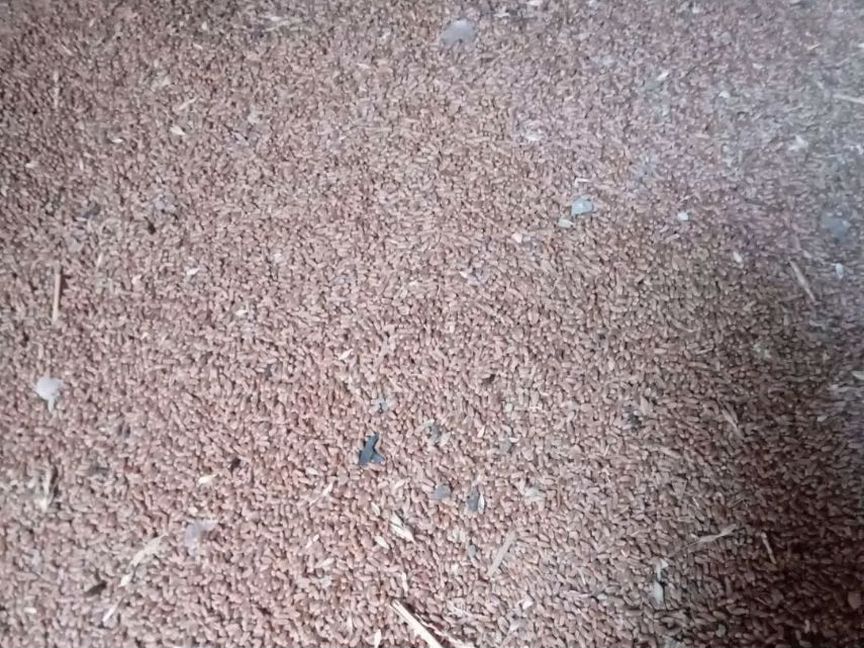 Соя, Кормовой горох на корм