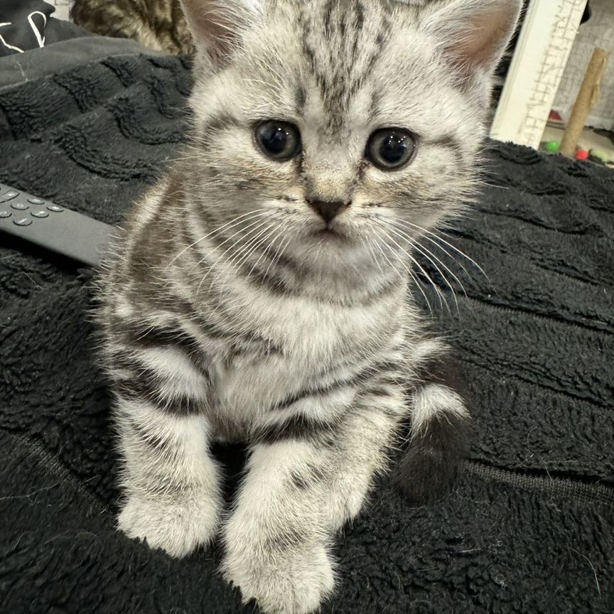 Британские котята