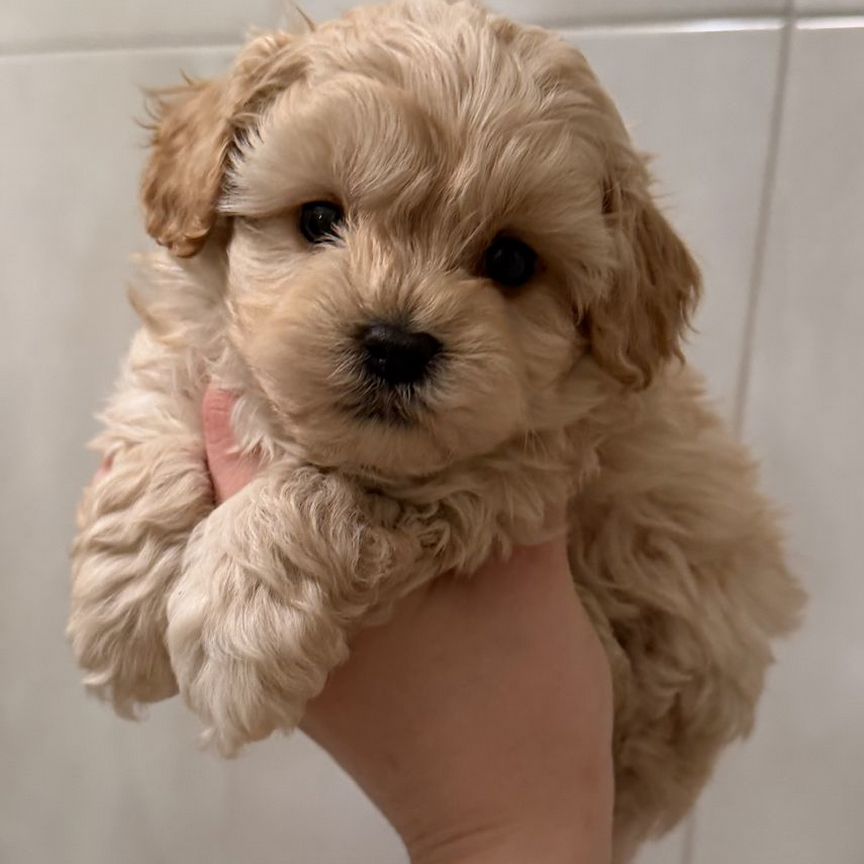 Мальтипу, щенок