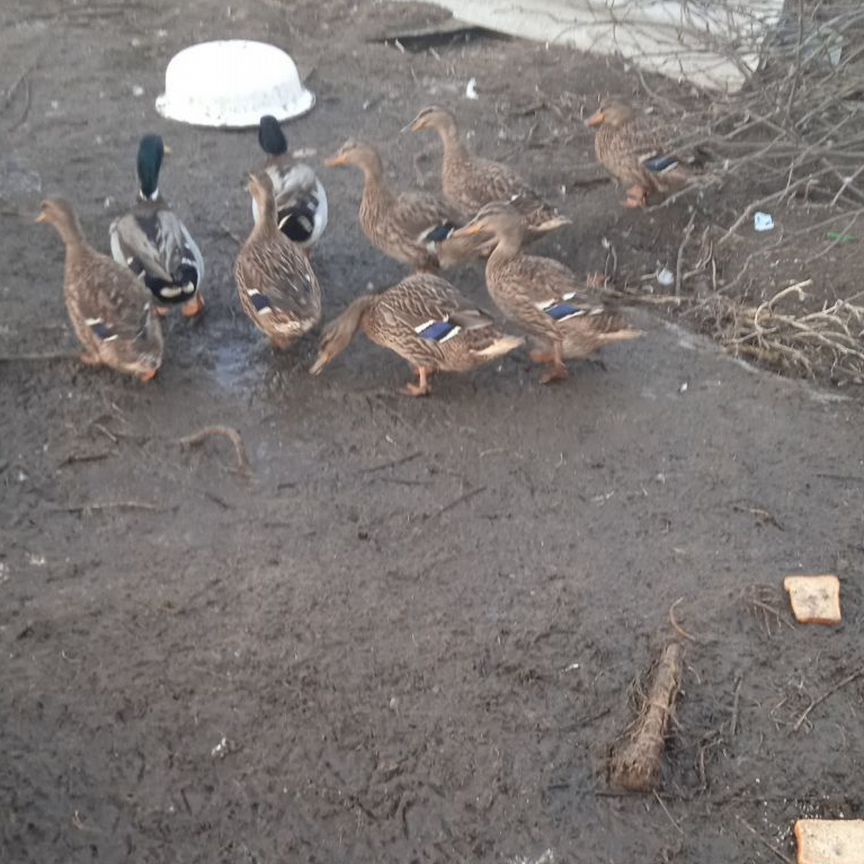 Утки для охоты подсадные