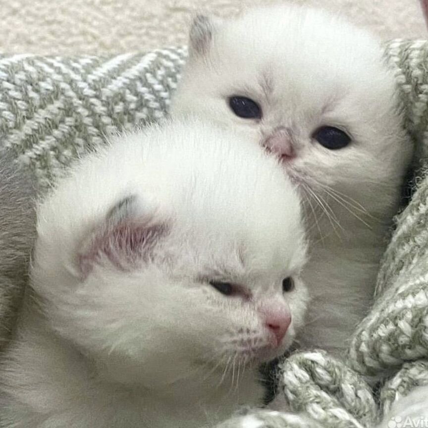Шотландский вислоухий короткошёрстный котёнок