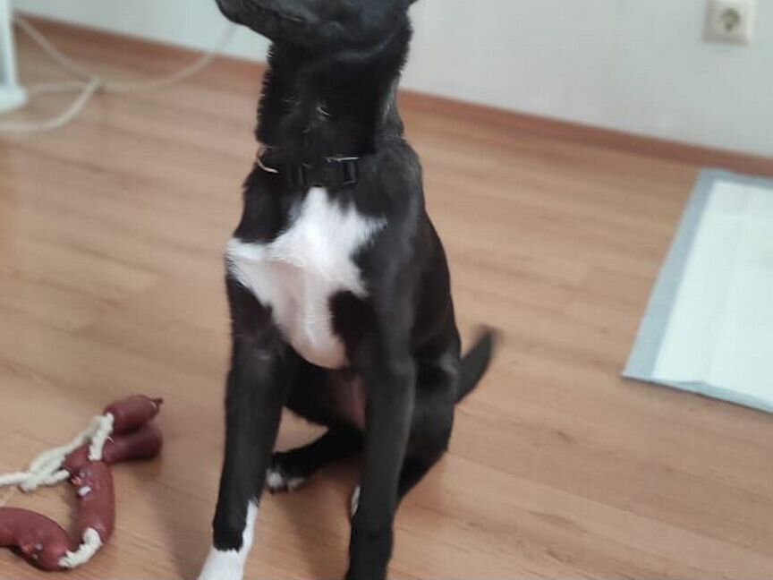 Небольшая собачка скоро окажется на улице