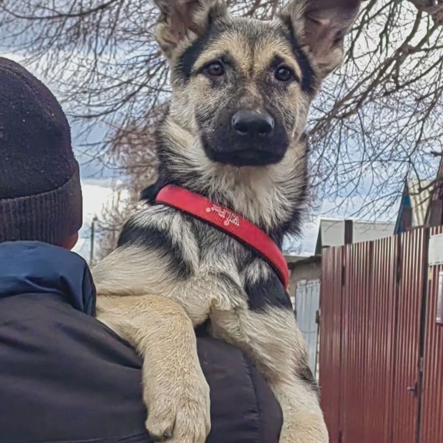 Щенки породы Восточно-европейской овчарки