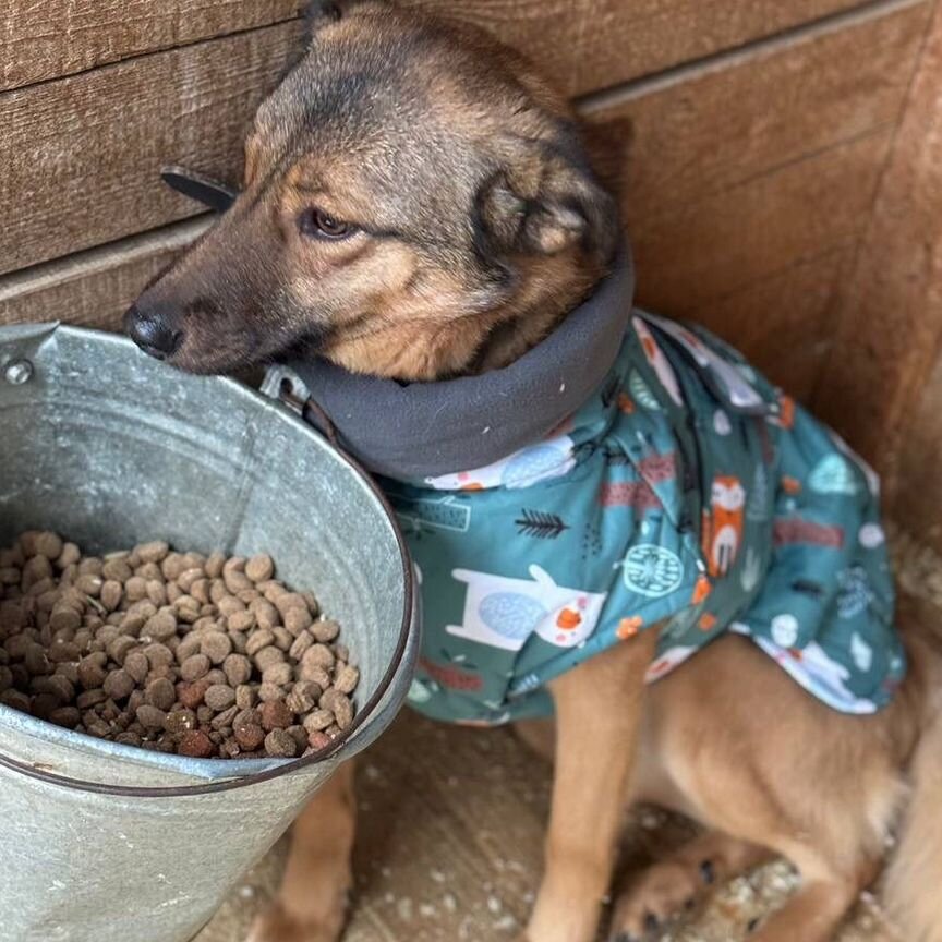 Молодая собака Саша тоже хочет домой