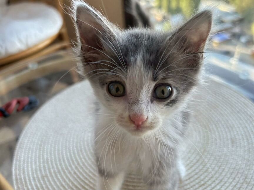 Котенок бесплатно