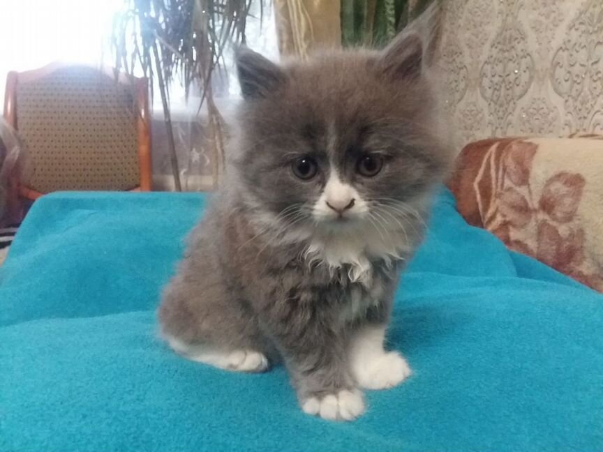 Отдам котенка