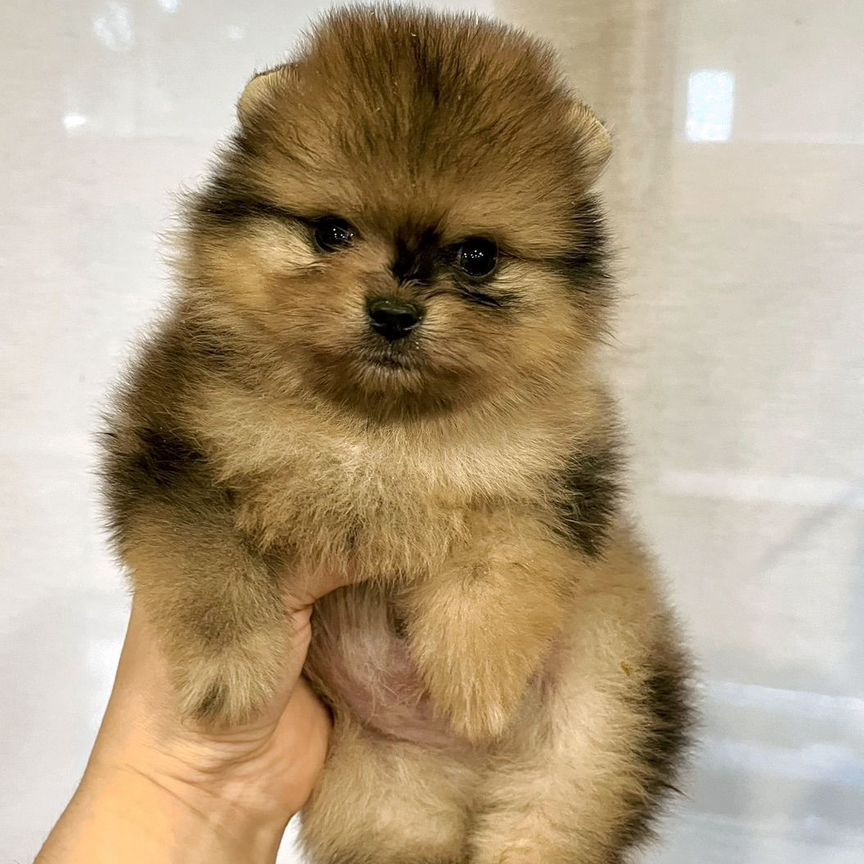 Померанский шпиц
