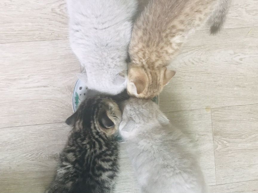 Шотландские котята