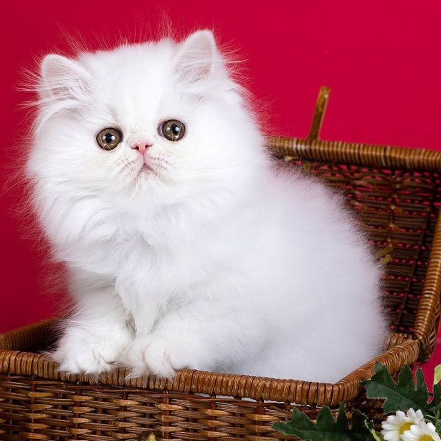 Белая персидская кошечка