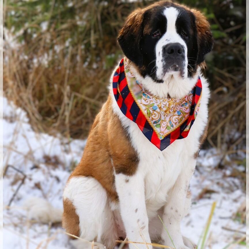 Сенбернар, щенок