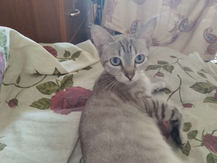 Британская короткошёрстная