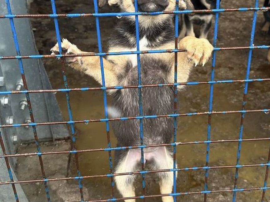 Метиса овсарки отдади в гос.приют. Нужен дом