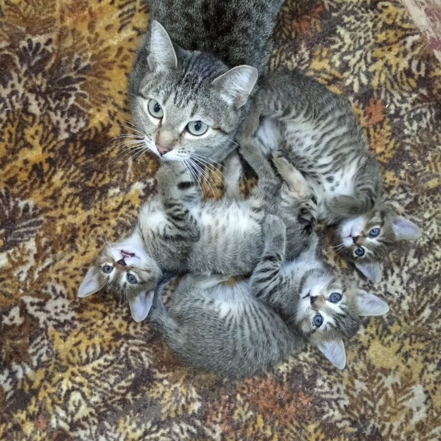 Котята в добрые руки