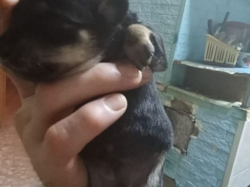 Щенок таксы полтора месяца мальчик