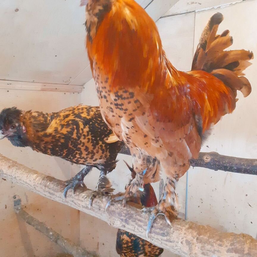 Куры павловские золото