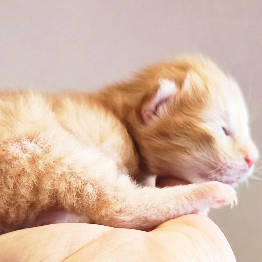 Курильский бобтейл длинношёрстный котёнок