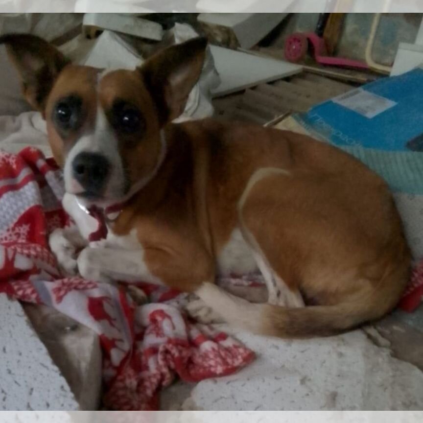 Хозяйка бросает собаку