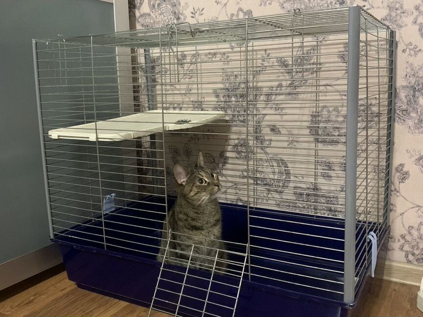 Клетка