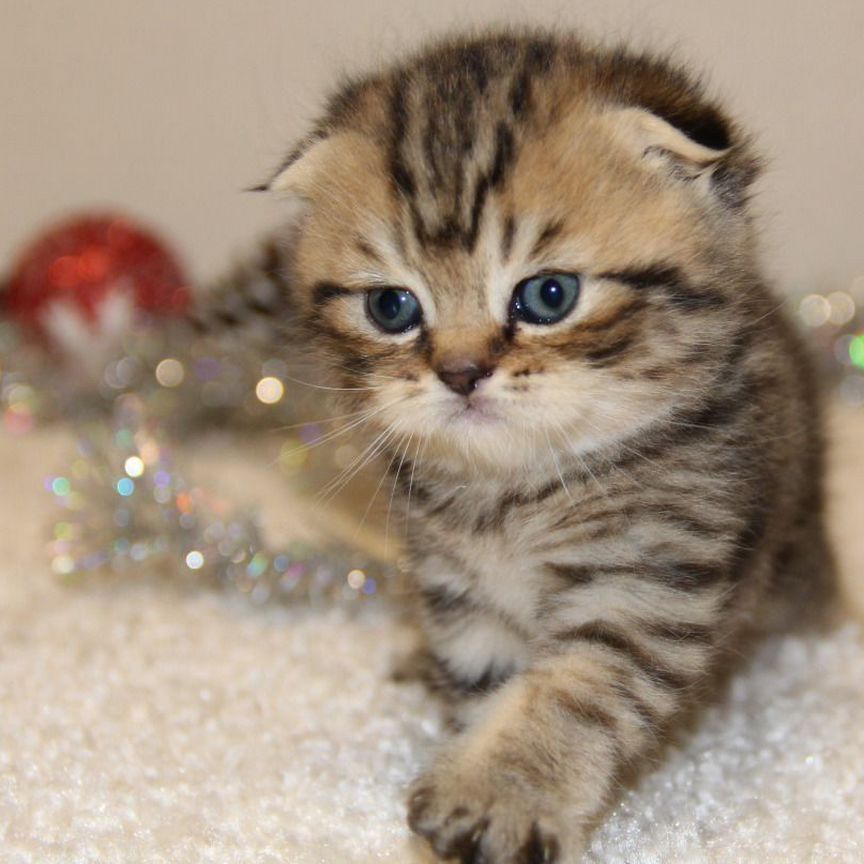 Шотландский вислоухий короткошёрстный котёнок