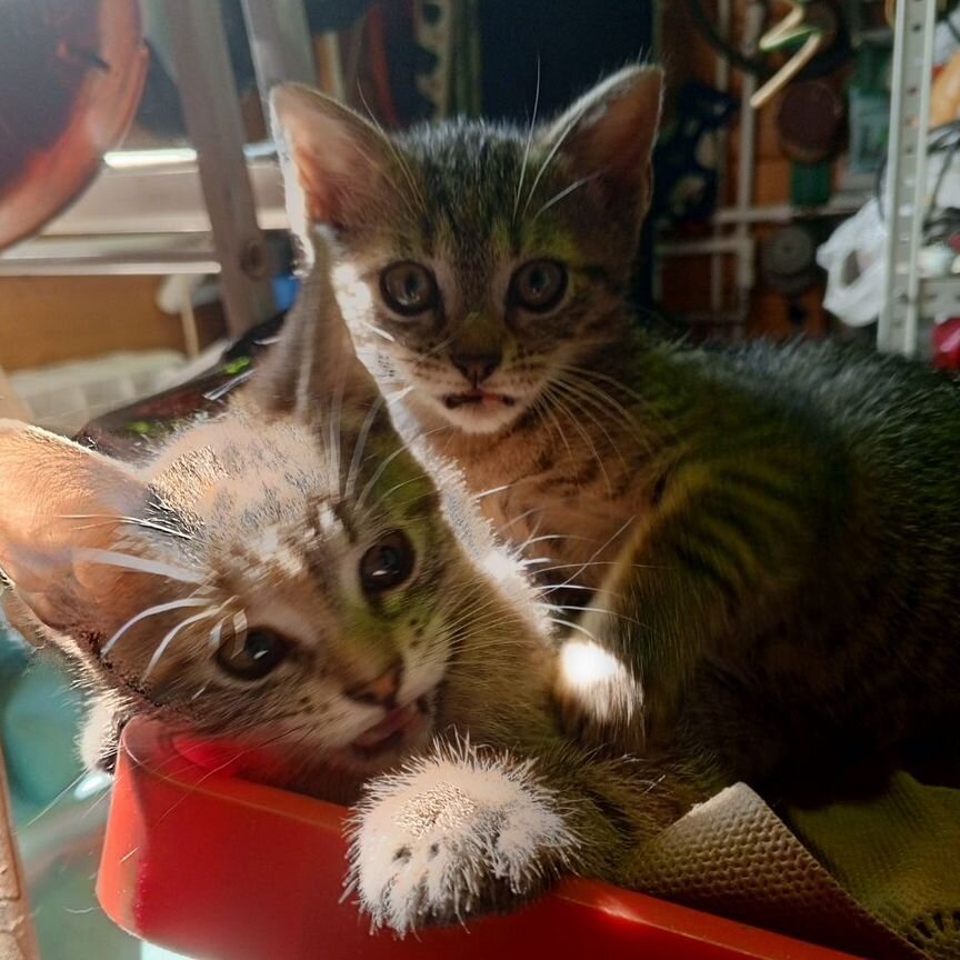 Котята в добрые руки бесплатно