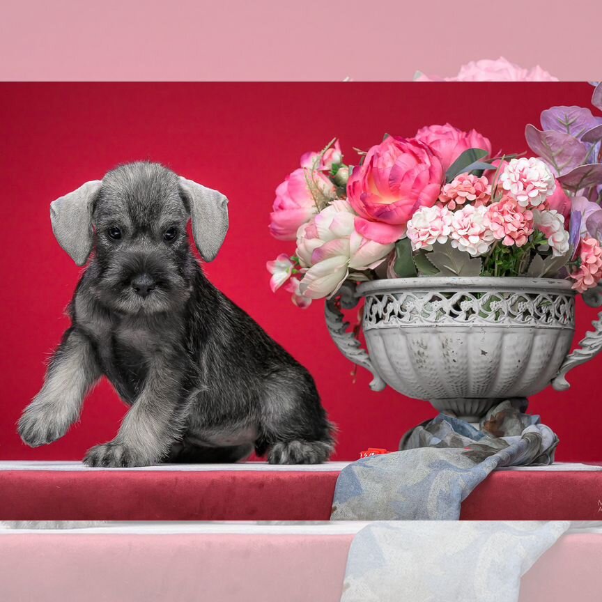 Миттельшнауцер, щенок