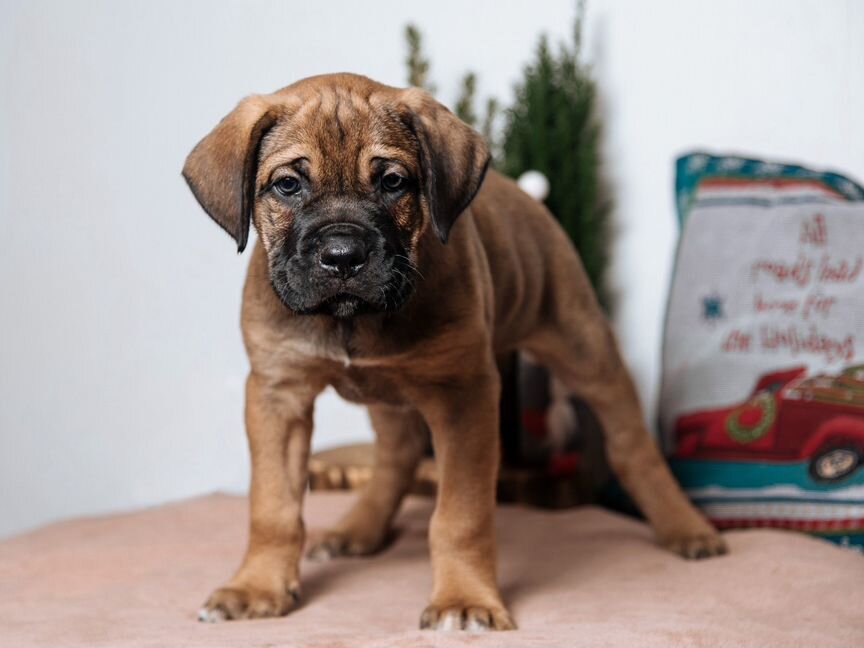 Щенки кане корсо