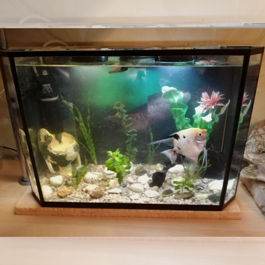 Аквариум со всем содержимым