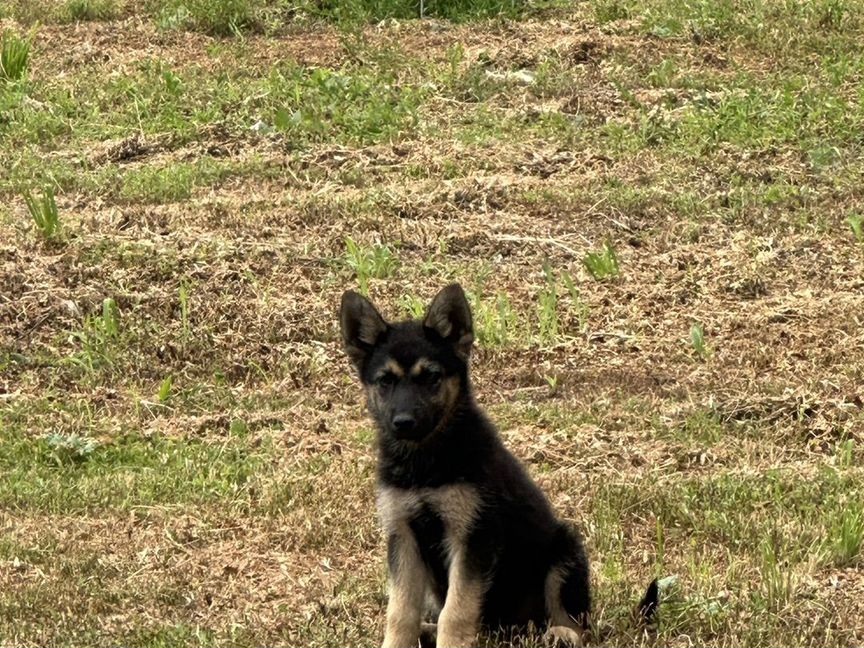 Щенки овчарки