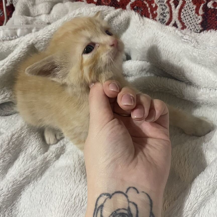 Котёнок в добрые руки