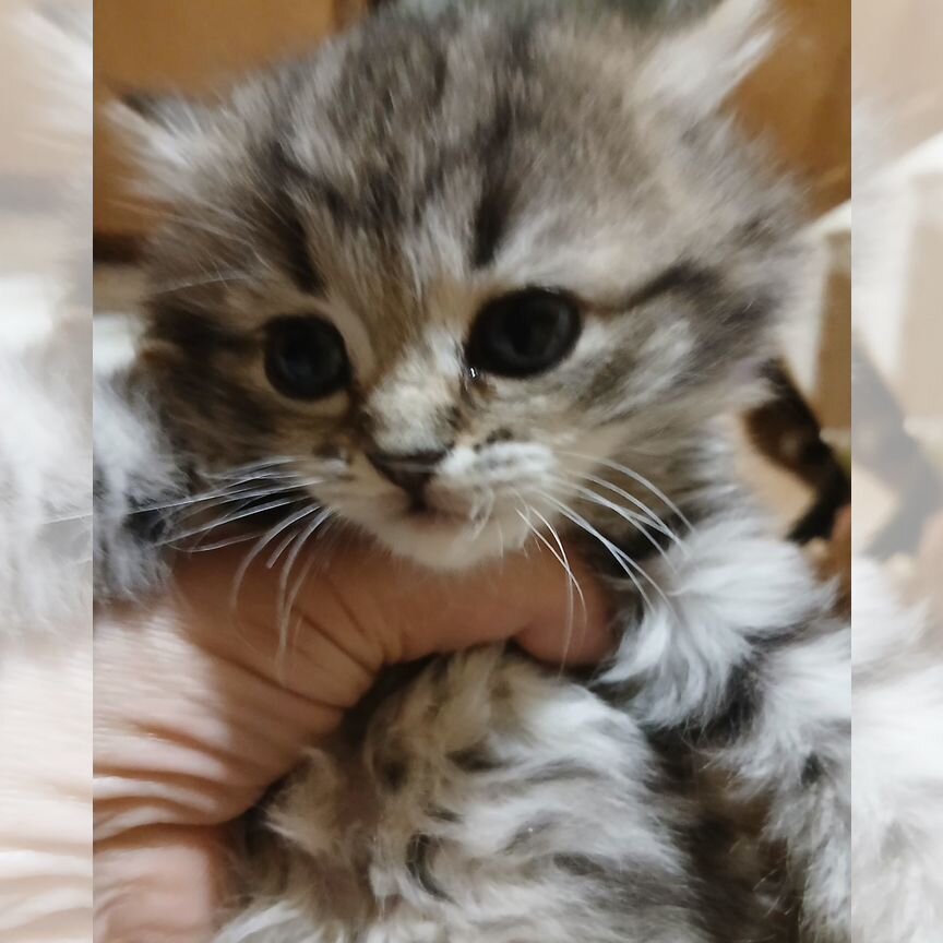 Шотландский прямоухий длинношёрстный котёнок