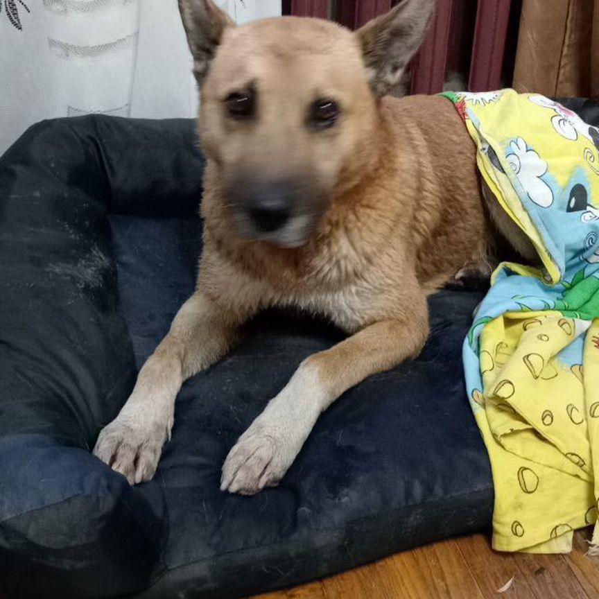 Взрослый пёс в добрые руки