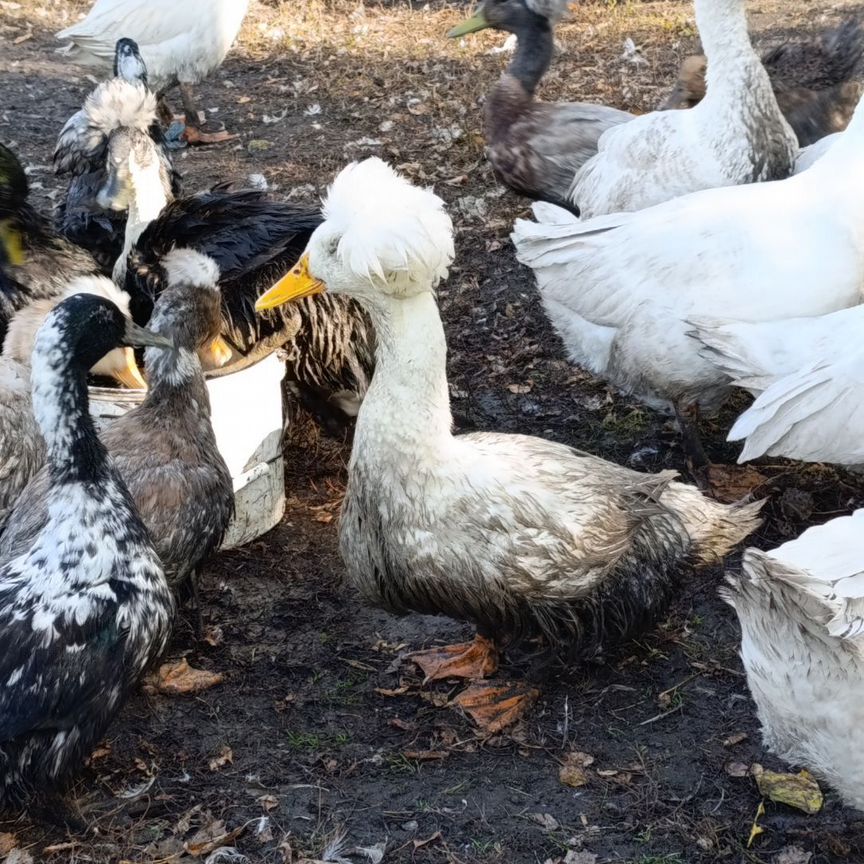 Утки хохлатые