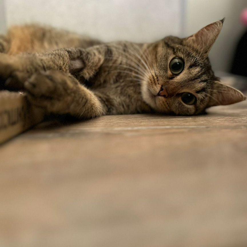 Красавица кошка ищет дом